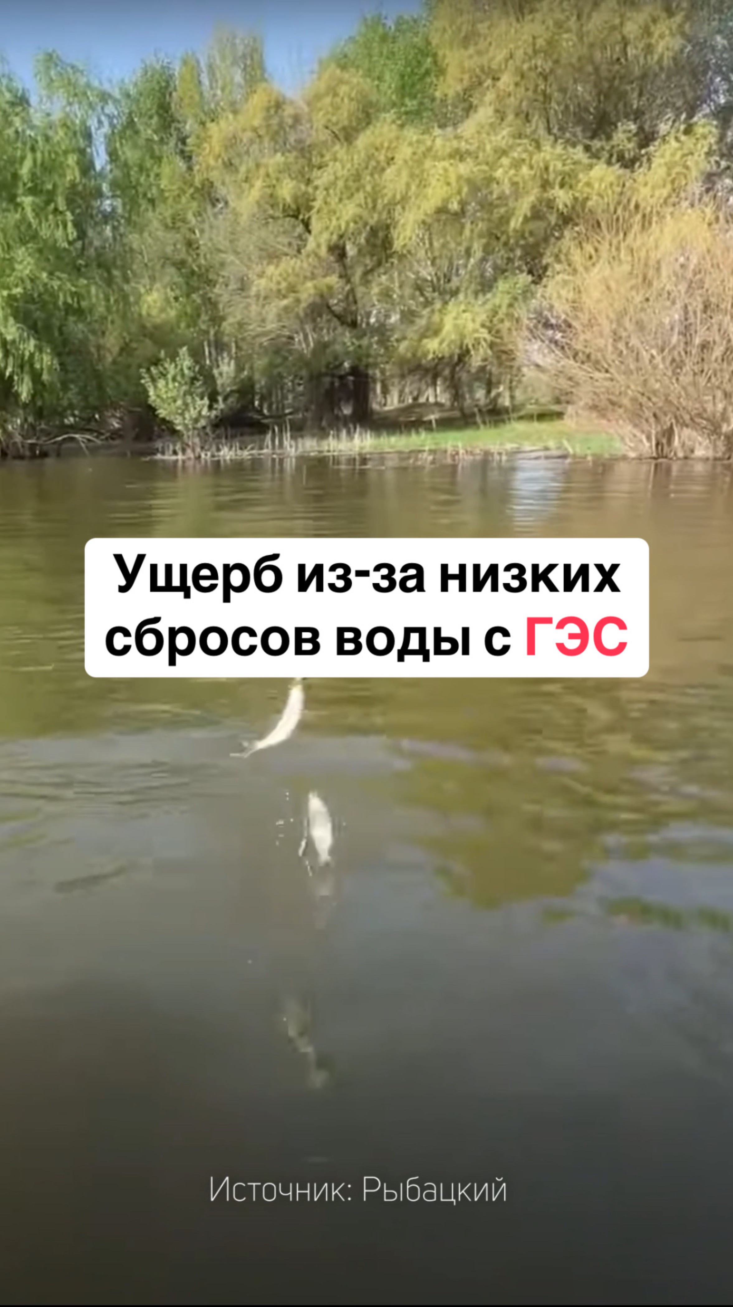 Куда делась вобла Да ГЭС его знает!