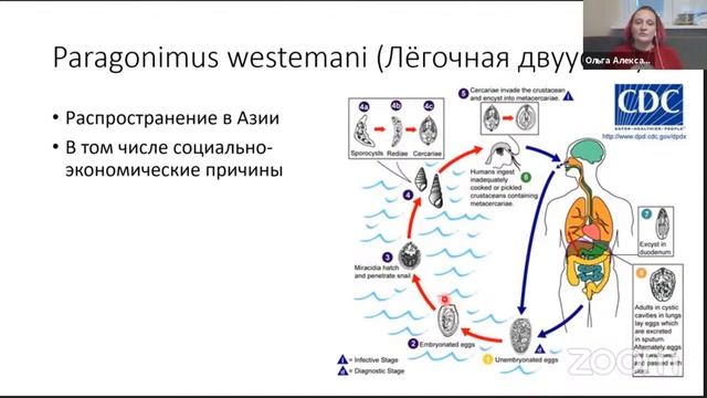 6 урок. Паразитические плоские черви: сосальщики и ленточные. Зоология беспозвоночных, Олимпиада.