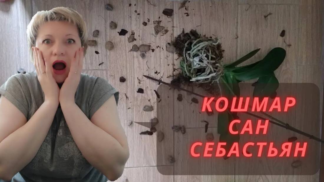 САН СЕБАСТЬЯН ПОСЛЕ ПОЛЕТА | Фаленопсис уход в домашних условиях