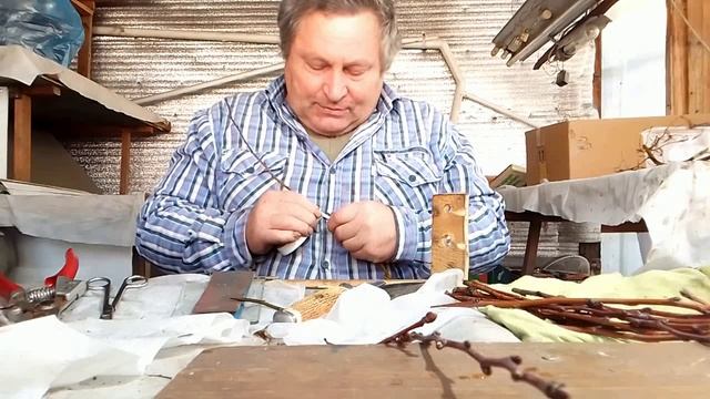 почему выбрал карликовые подвои, а не высокорослые