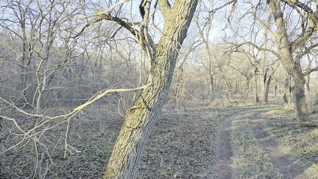 Солнечный день в лесу!