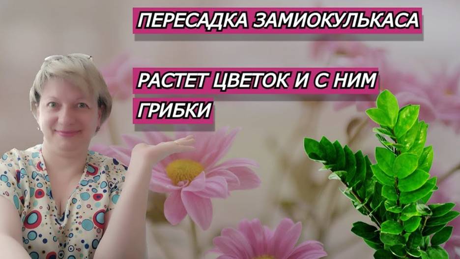 ПЕРЕСАДКА ЗАМИОКУЛЬКАСА | УСПЕШНАЯ РЕАНИМАЦИЯ ЗАМИОКУЛЬКАСА