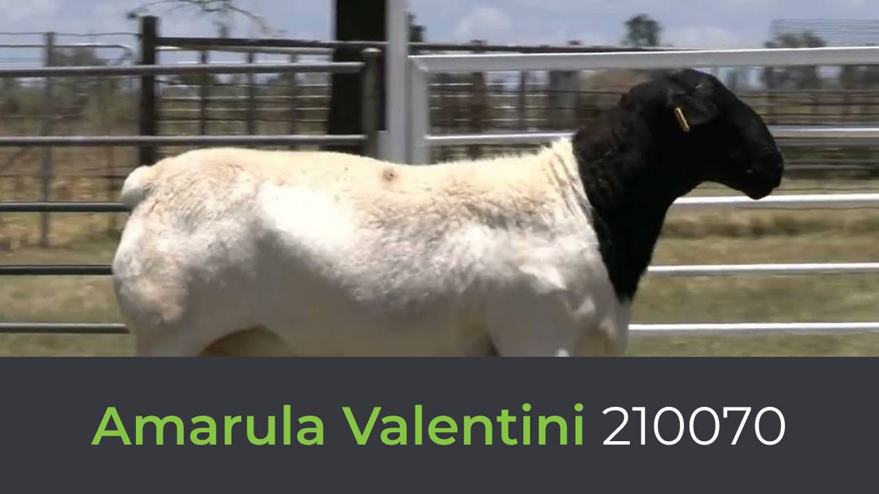Дорпер Amarula Valentini 210070