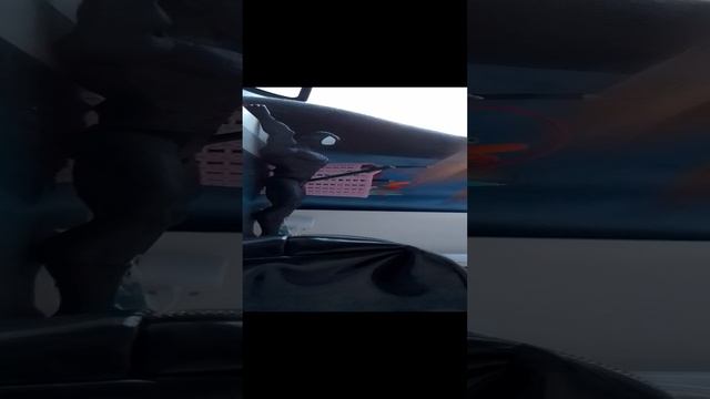 мылыи́ котик 3 серия 1 сезона