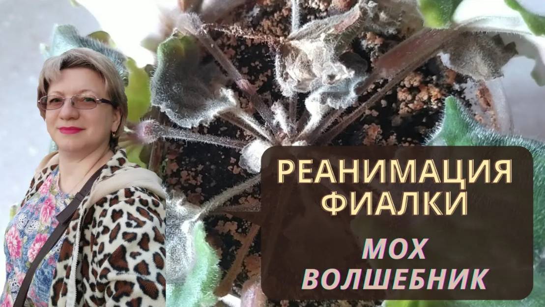 ДЕЛАТЬ БУДУ ТОЛЬКО ТАК | ФИАЛКИ. Реанимация погибающих фиалок