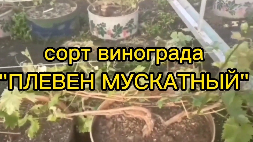 сорт винограда "ПЛЕВЕН МУСКАТНЫЙ"