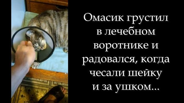 Оманчик с нами год - 2022г