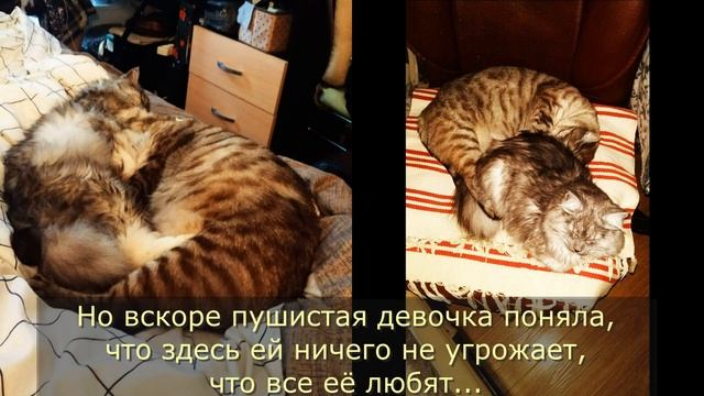 Серое кошачье чудо.(год дома)