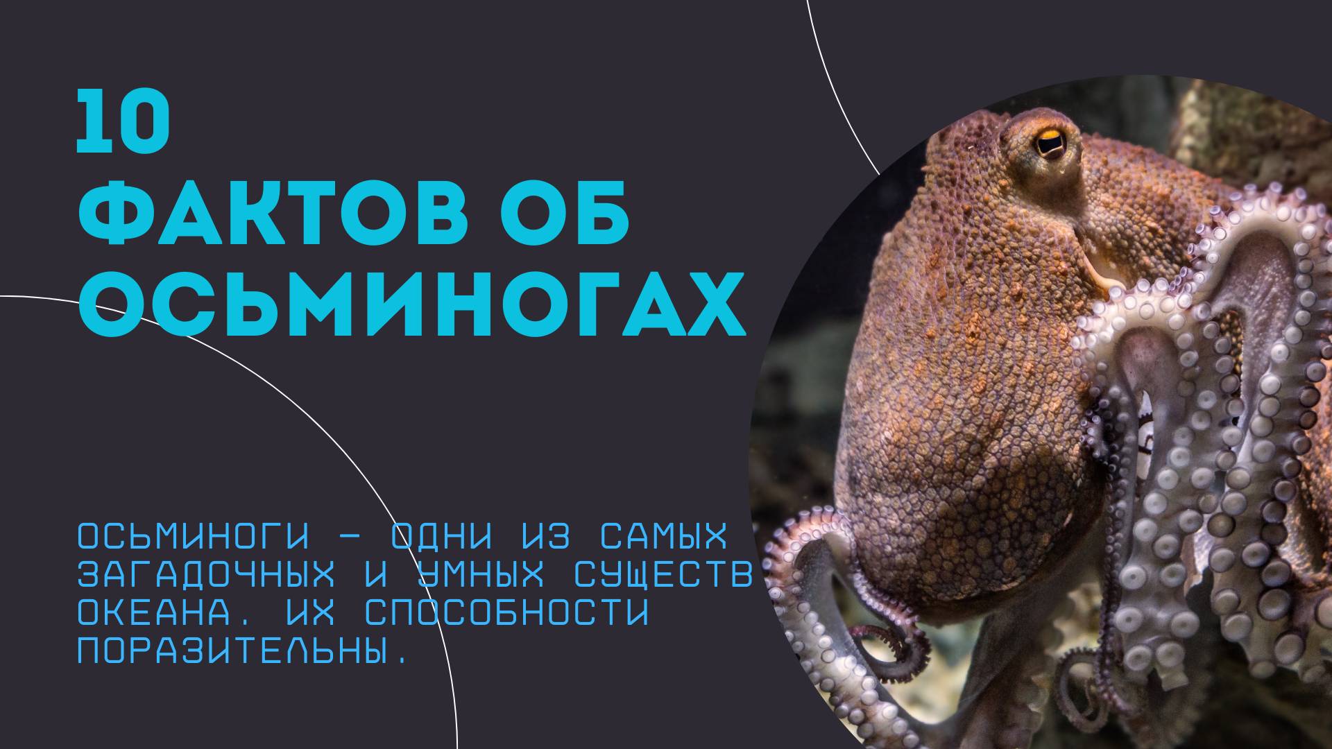 10 фактов об осьминогах.