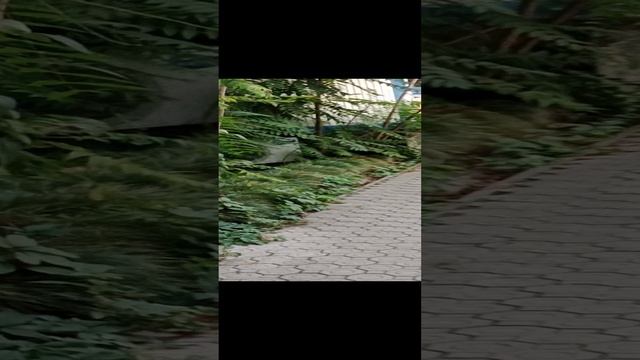 Пансионат Айтар. Абхазия