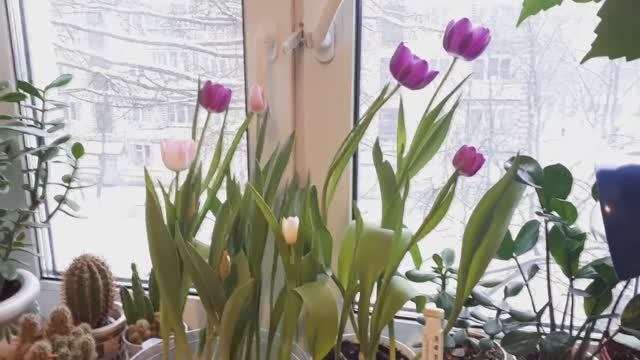 Выгонка тюльпанов и крокусов! Часть 5 Цветение!