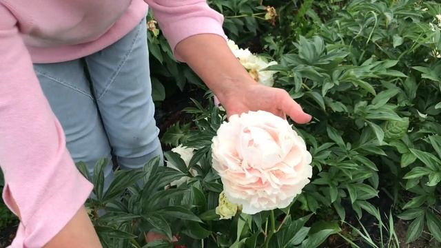 Solange peony. Соланж пион. Пулков сад