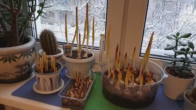 Выгонка тюльпанов и крокусов! Часть 3