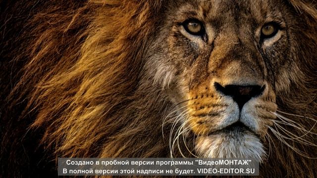 Nasheed (Zalzil urusha)