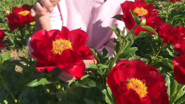 The Mackinac Grand peony. Макинак Гранд пион. Пулков сад (2021год)