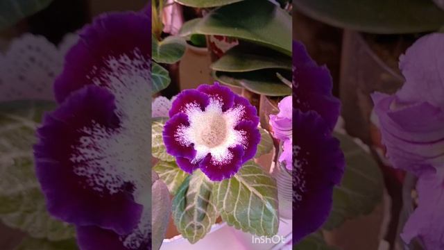 цветение зимы 🥰🥰🥰