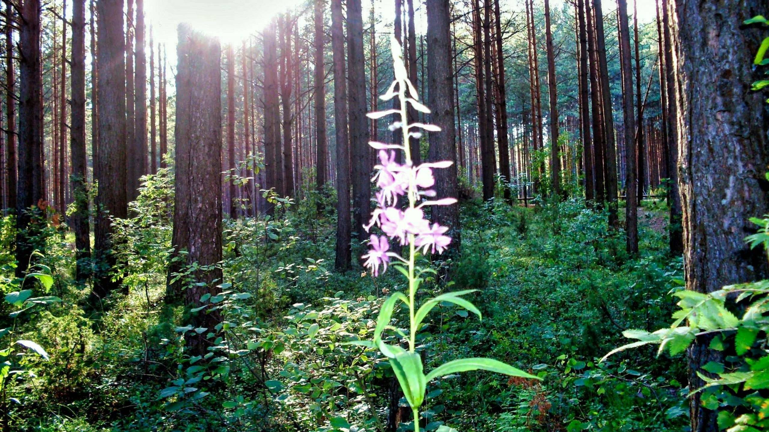 Сергей Любавин - За той волной