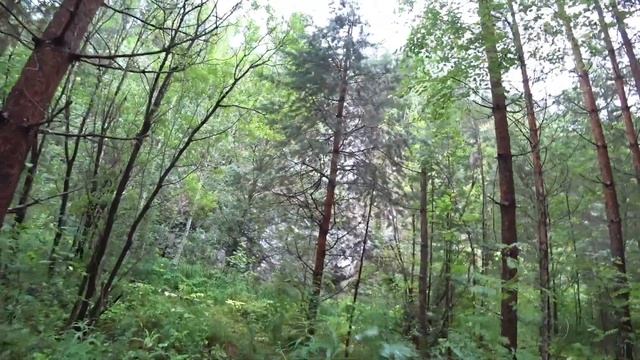 До заброшенной избы по медвежьим местам! Столько грибов я еще не видел! Готовлю в садже под дождем!