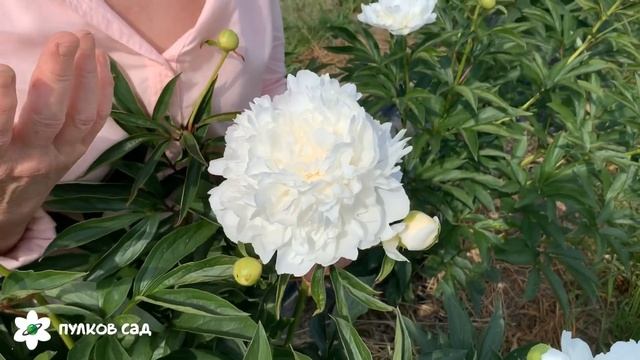 Duchesse de Nemours peony. Дюшес де Немур пион