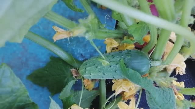 Советский огурец сорт "Конкурент" В 1975 году его вывели все за ним стали гоняться Его семена у нас