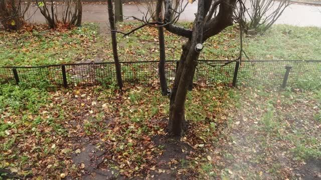 Дятел за окном.