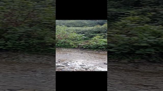 Кавказские горы. Пешком по долине реки.mp4