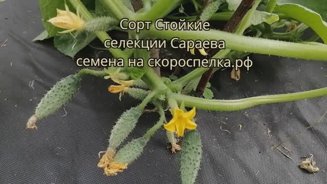"Стойкие", семена (у нас) Советского сорта огурчика селекции Сараева. Выдерживающий заморозки весны.
