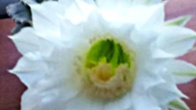 Цветение кактуса Эхинопсис. Жизнь длиною в 24 часа