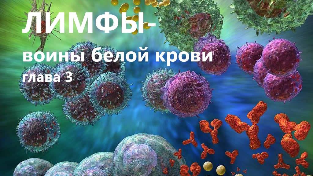 Лимфы. Воины белой крови. Глава 3. Школа лимфоцитов. Урок второй.