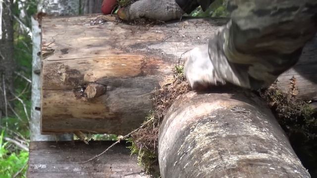 Изба из валежника на берегу. Быстрая доставка бревен. Такой шашлык я еще не готовил!