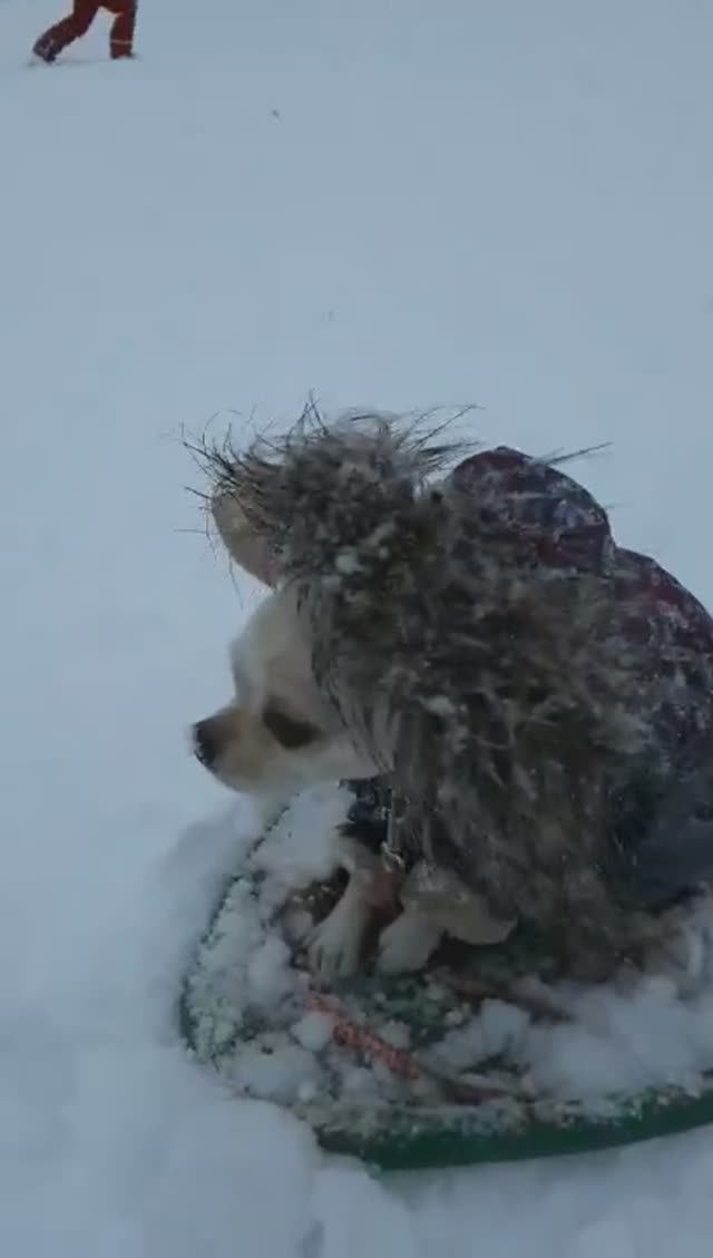 Спуск веселой собачки на ледянке 不仅仅是孩子们喜欢滑冰。