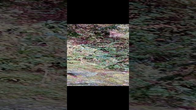 Кавказские горы. Горная речка