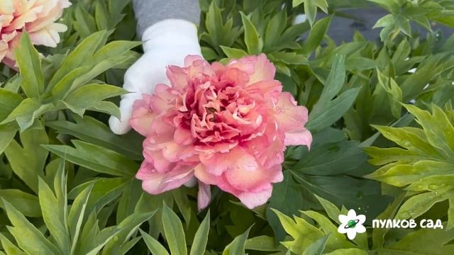 Hillary peony. Хилари пион. Пулков сад