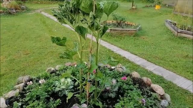 Испытание  Плазменной электрогрядки 2021 год