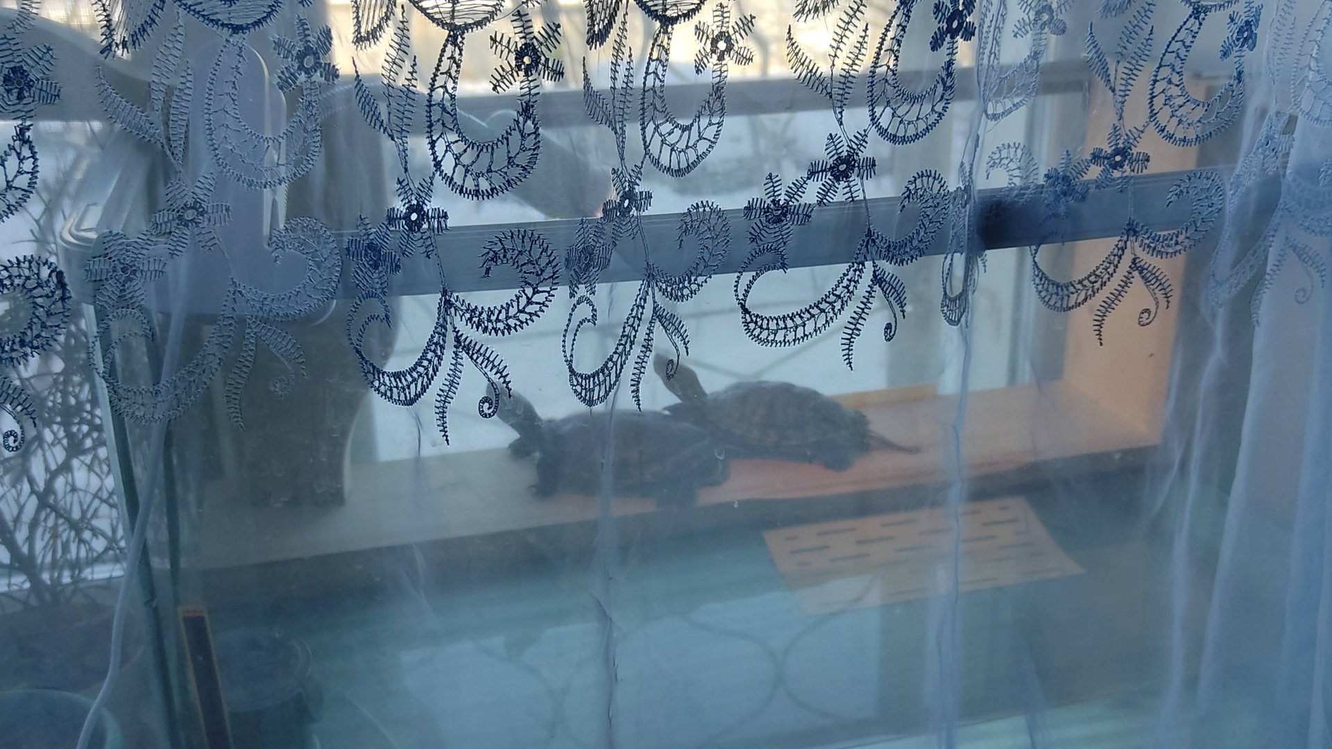 Мостик для черепахи в аквариум, мое творение лучше любого покупного?