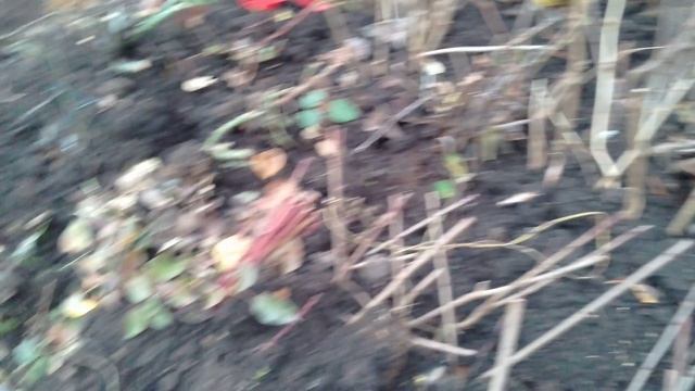 как храню подвои и привитые саженцы.