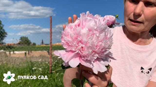 Mons. Jules Elie peony. Монс Джулес Эли пион. Пулков сад