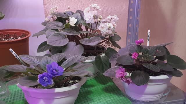 🌺Новый сезон 2024🌺Обзор Фиалок🌺