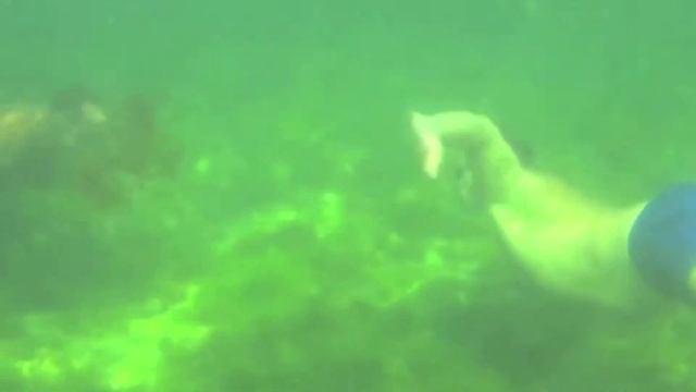 Крымский семинар