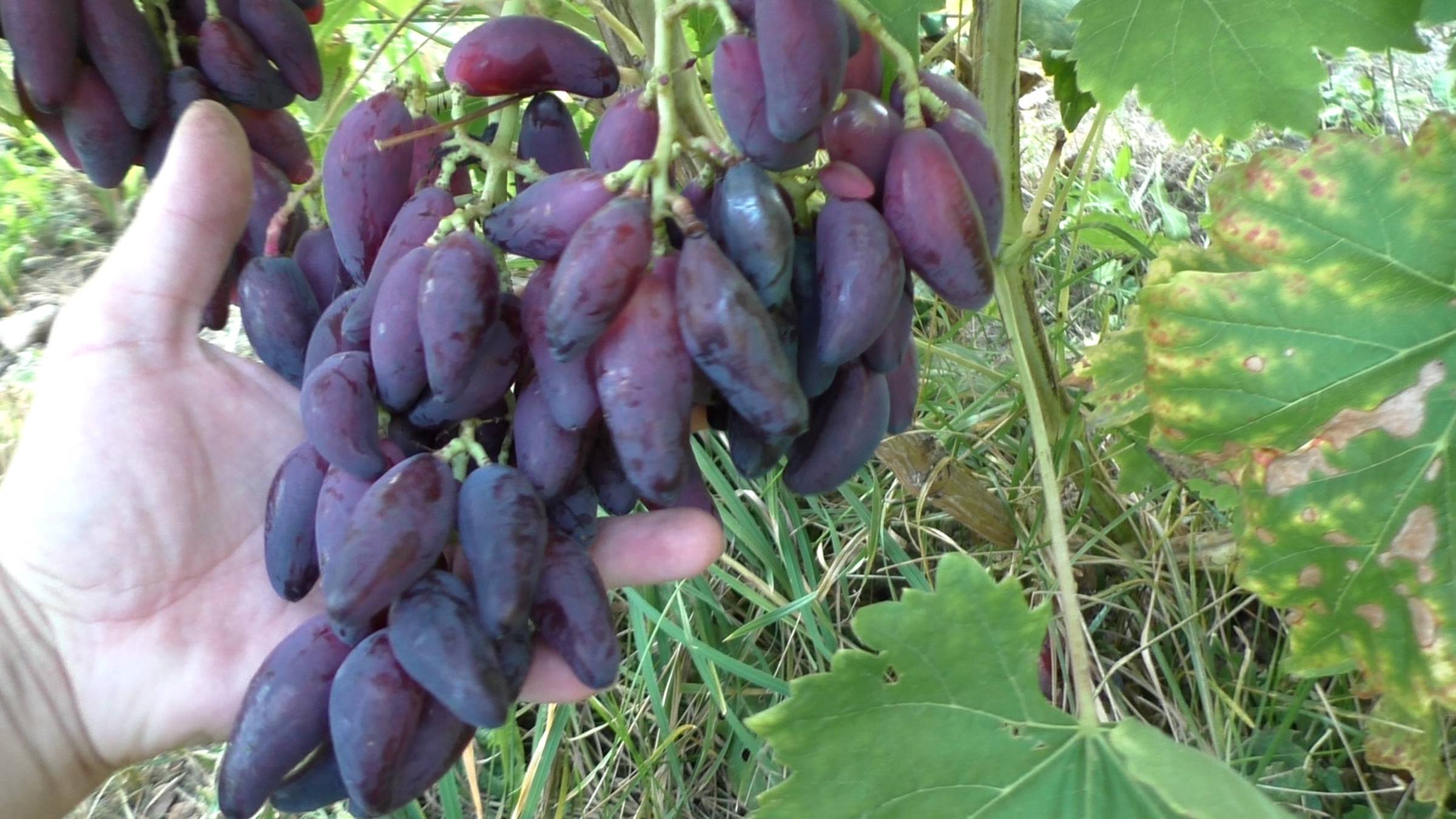 Перцовый черный, Красный, Сюзанна и Буба