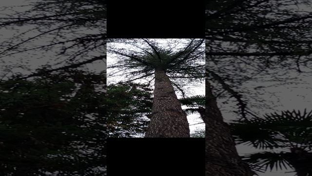 Кавказские горы. Абхазия