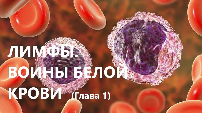 Лимфы. Воины белой крови. Глава первая. Рождение лимфоцитов.