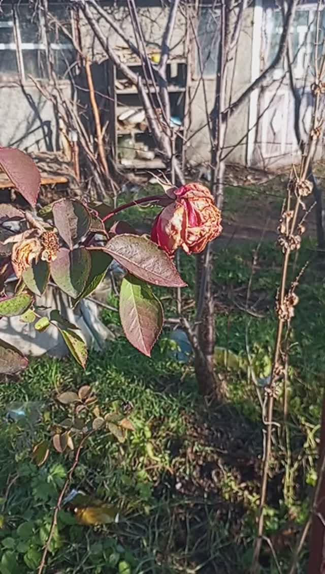 Наша роза 7 января