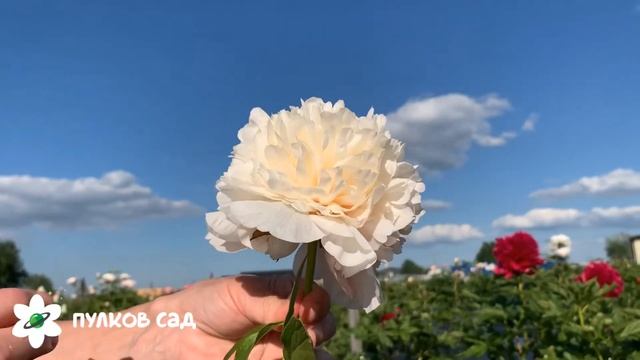 Salmon glory peony. Салмон глори пион. Пулков сад