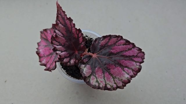 Бегонии к продаже январь 2025