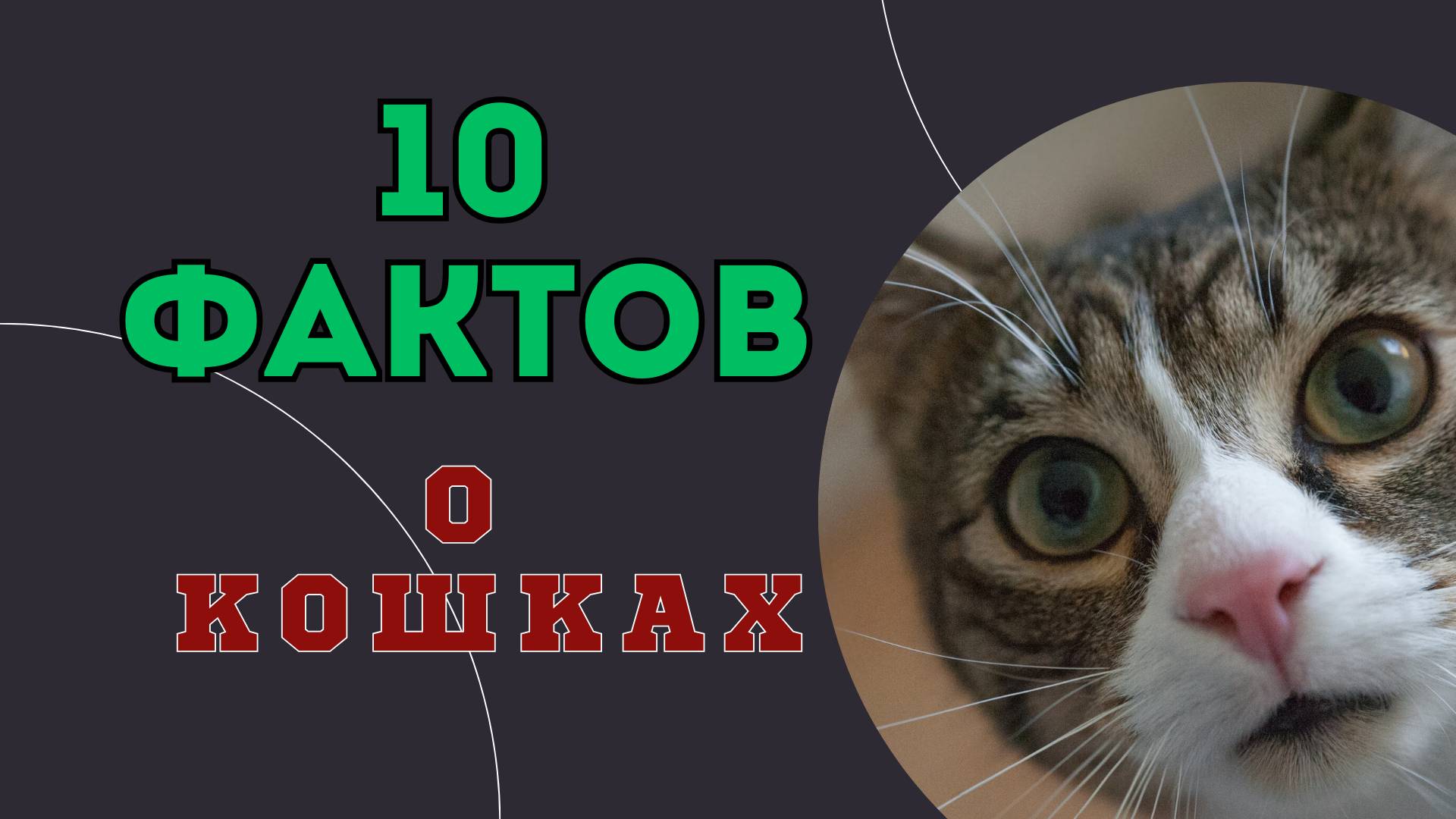 10 фактов о кошках / которые вы точно захотите узнать!