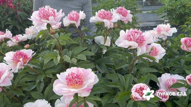 Do Tell peony. Ду Телл пион. Пулков сад