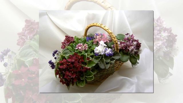 Фиалки для мамы.