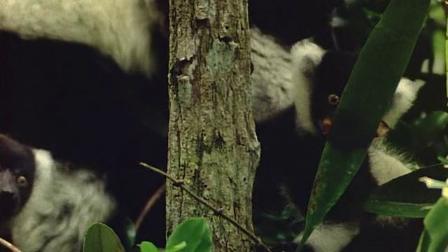 Близкие родственники 1 сезон 1 серия (документальный сериал, 1999)