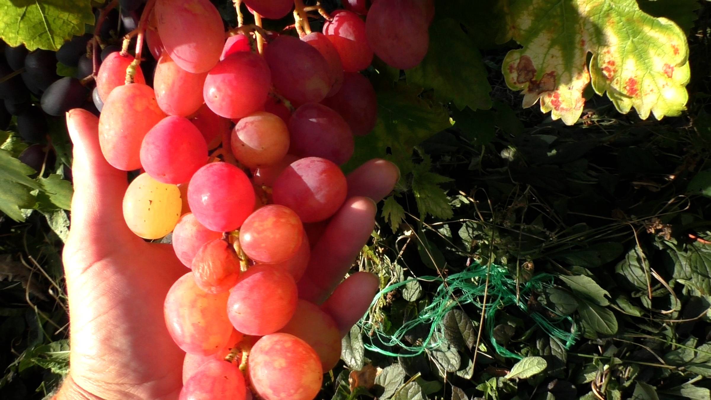 Айсберг, Дюжина, Княжна, Соперник и Ромина